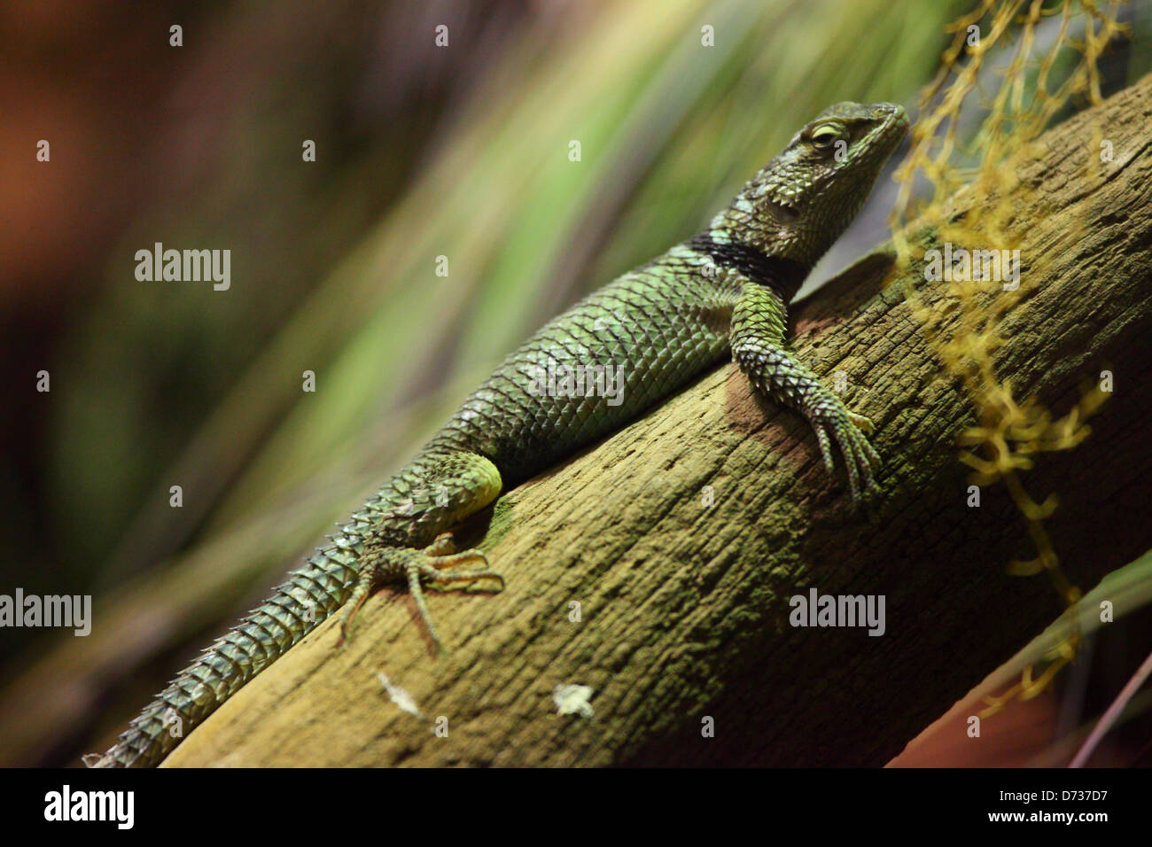 Collared lizard (Crotaphytus collaris Stock Photo - Alamy