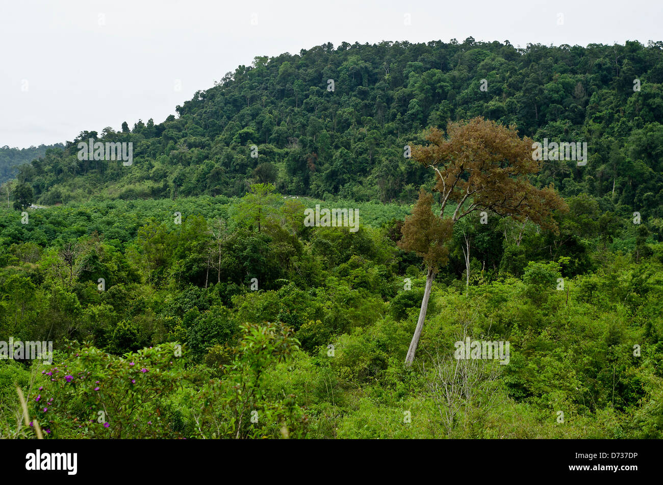 Cardamom mountains, Chi Phat Stock Photo - Alamy