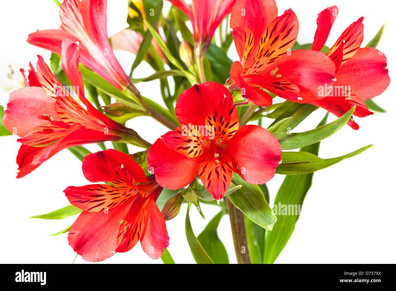several red alstroemeria flowers isolated on white background Stock ...