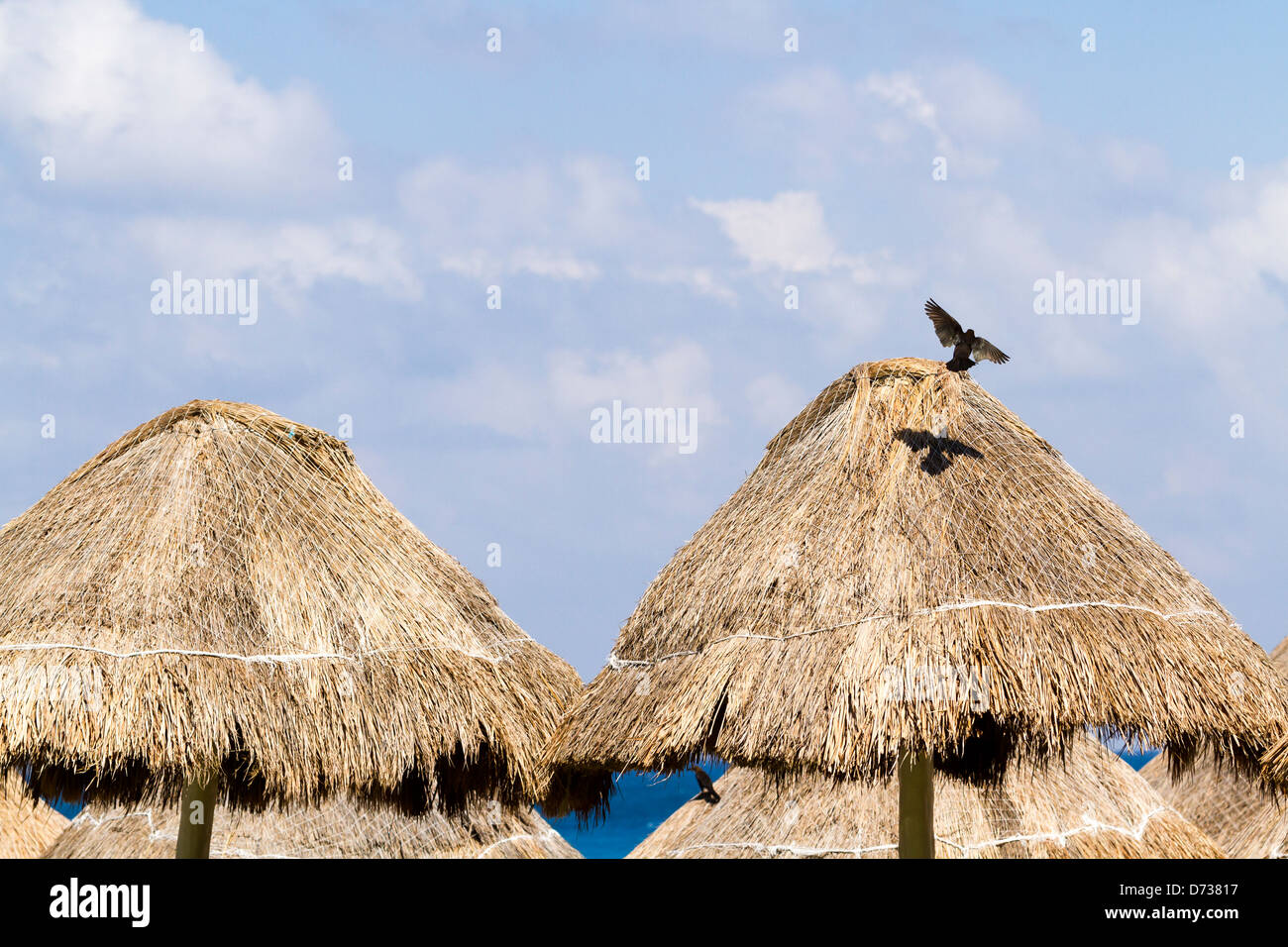 Beach umbrellas at the Caribbean beaches Stock Photo - Alamy