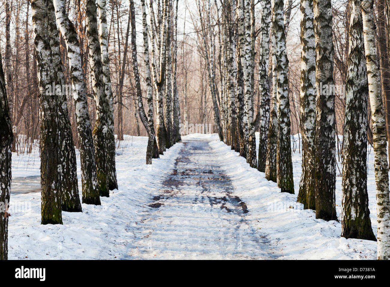 snow covered alley in birch forest in spring day Stock Photo - Alamy
