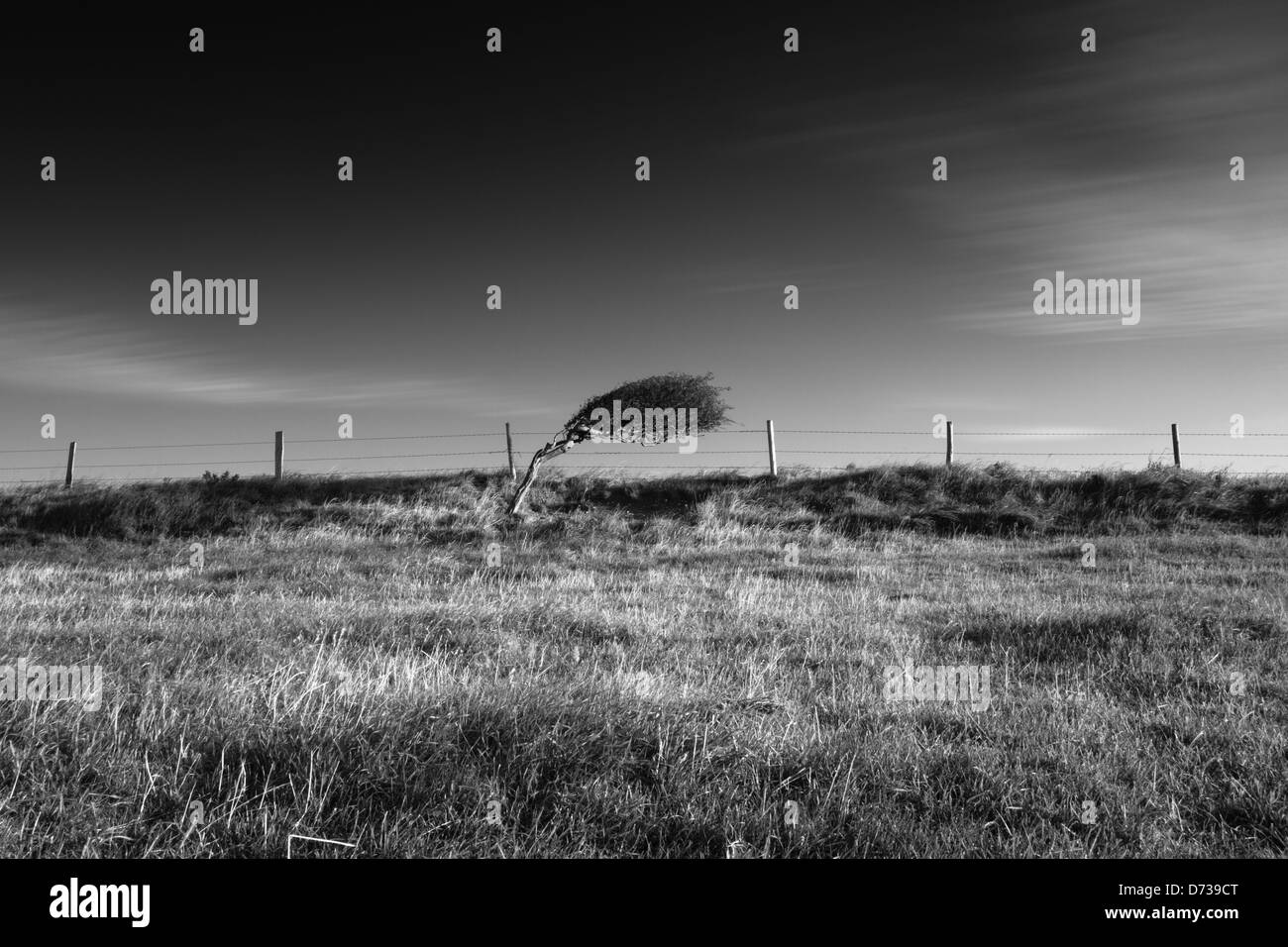 First blown Black and White Stock Photos & Images - Alamy