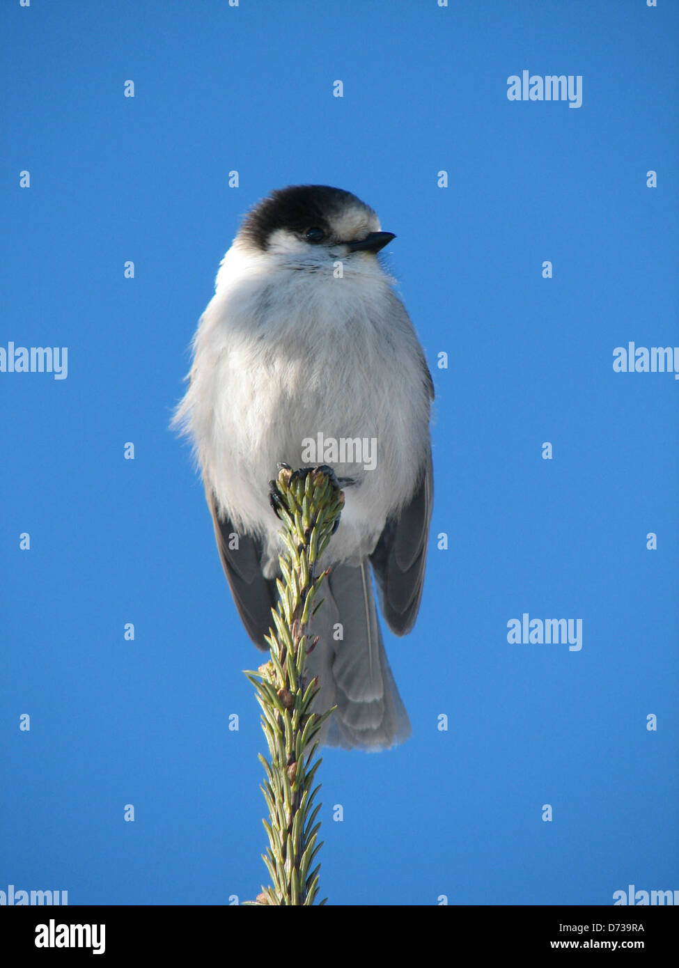 Grayjay hi-res stock photography and images - Alamy