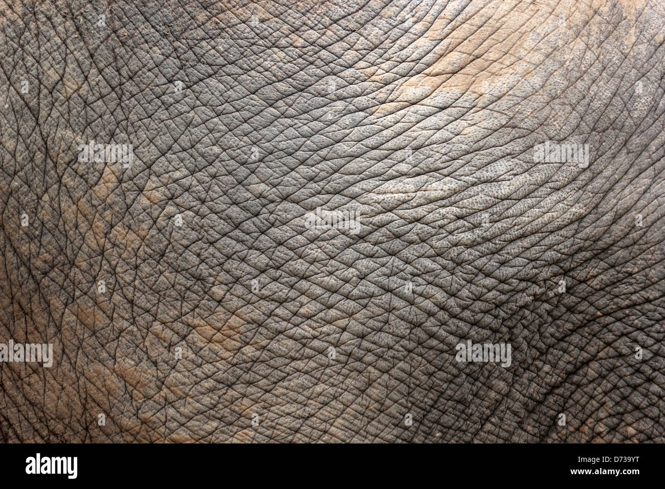 Closeup of the wrinkled skin of an asiatic elephant Stock Photo - Alamy