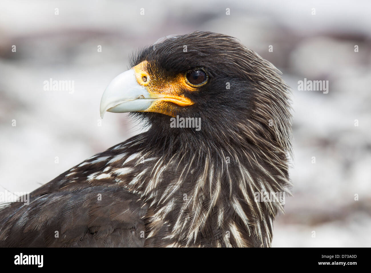 Falkland-Karakara, Striated Caracara, Phalcoboenus australis, Johnny ...
