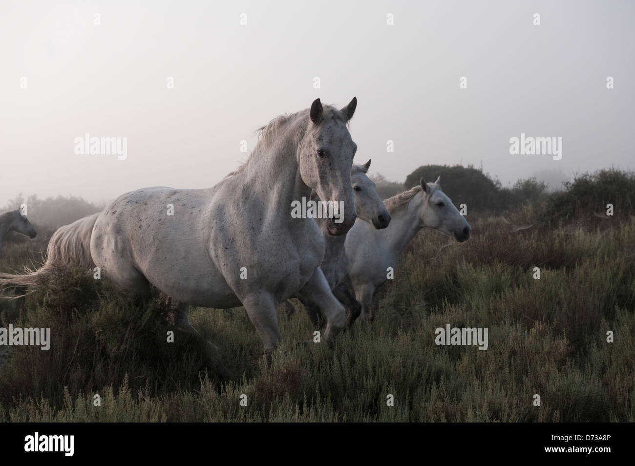 Three white horses from the Camargue canter through the heather at dawn ...