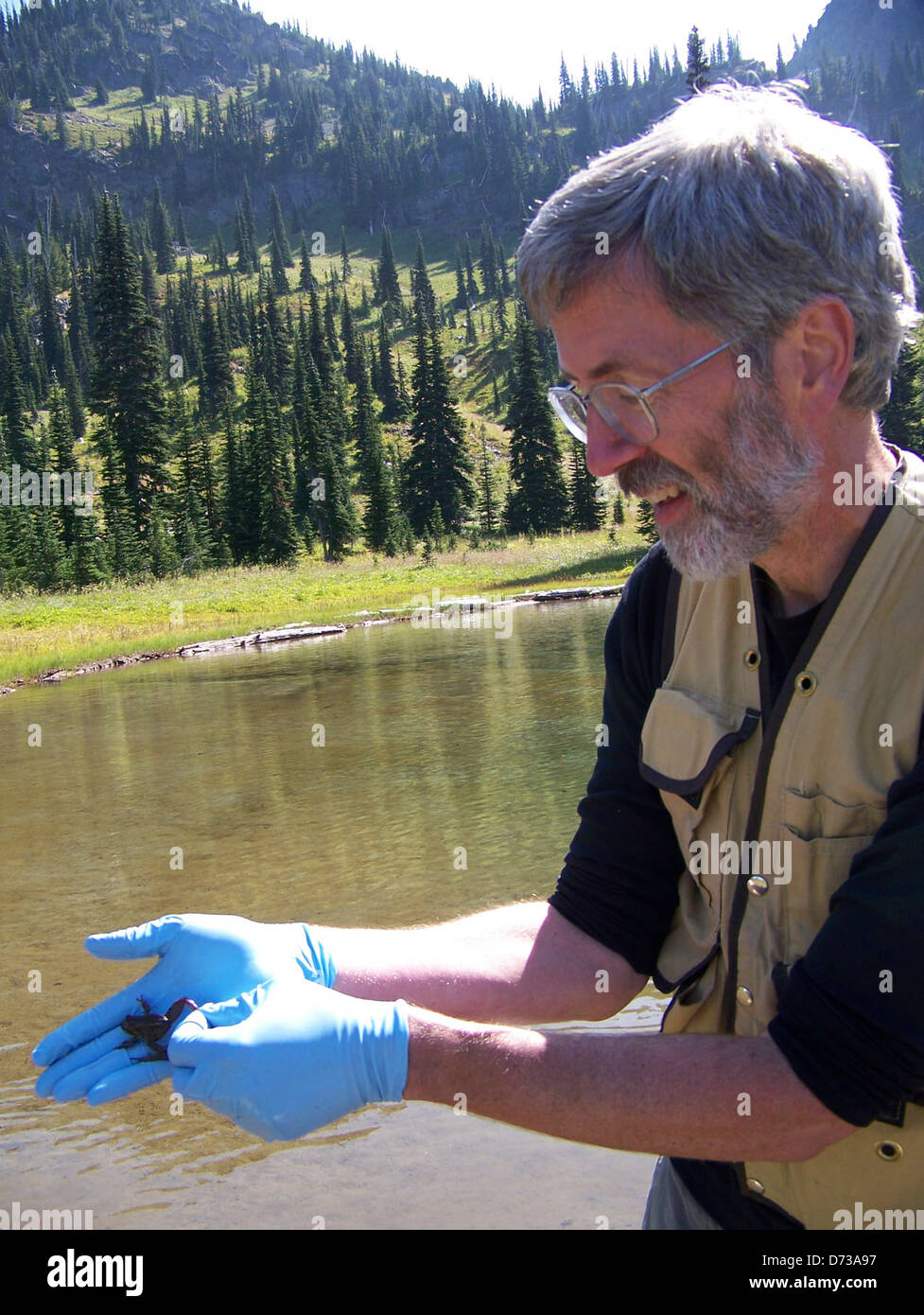 A Citizen Science team member observes a Cascade frog at Mount Rainier ...