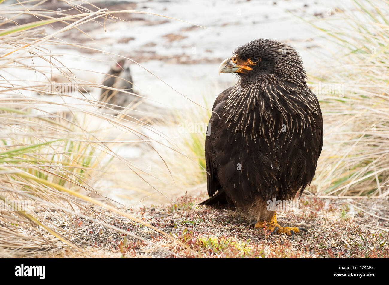Falkland-Karakara, Striated Caracara, Phalcoboenus australis, Johnny ...