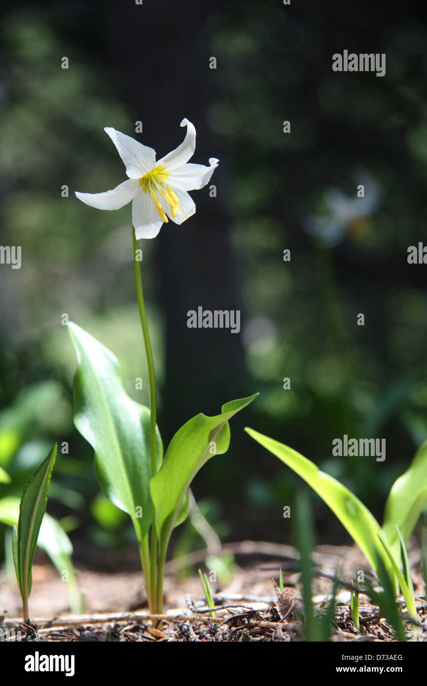 The Avalanche Lily, photographed in Mount Rainier National Park, is one ...