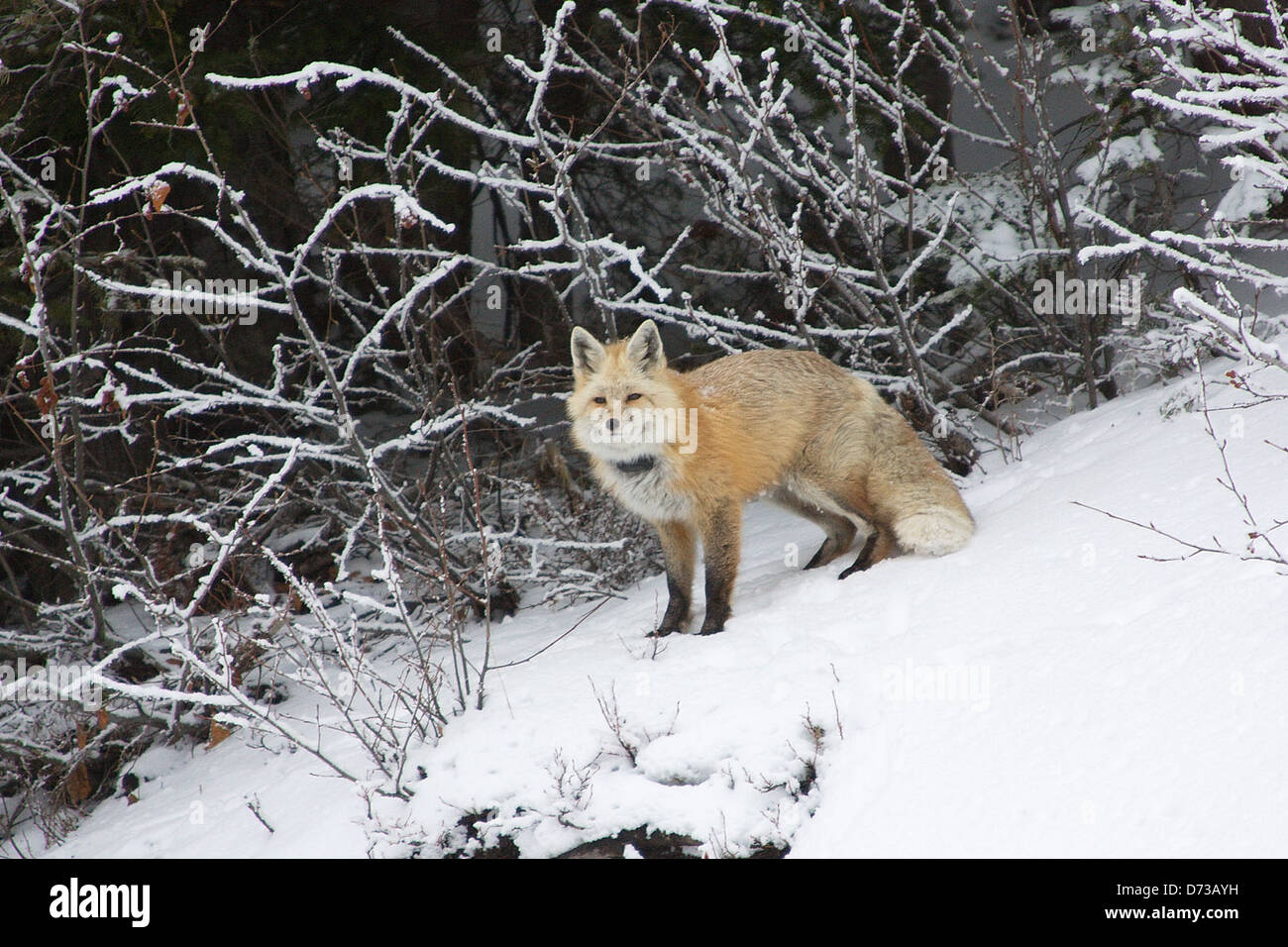 A collared red fox is observed feeding in the winter snow at Mount ...