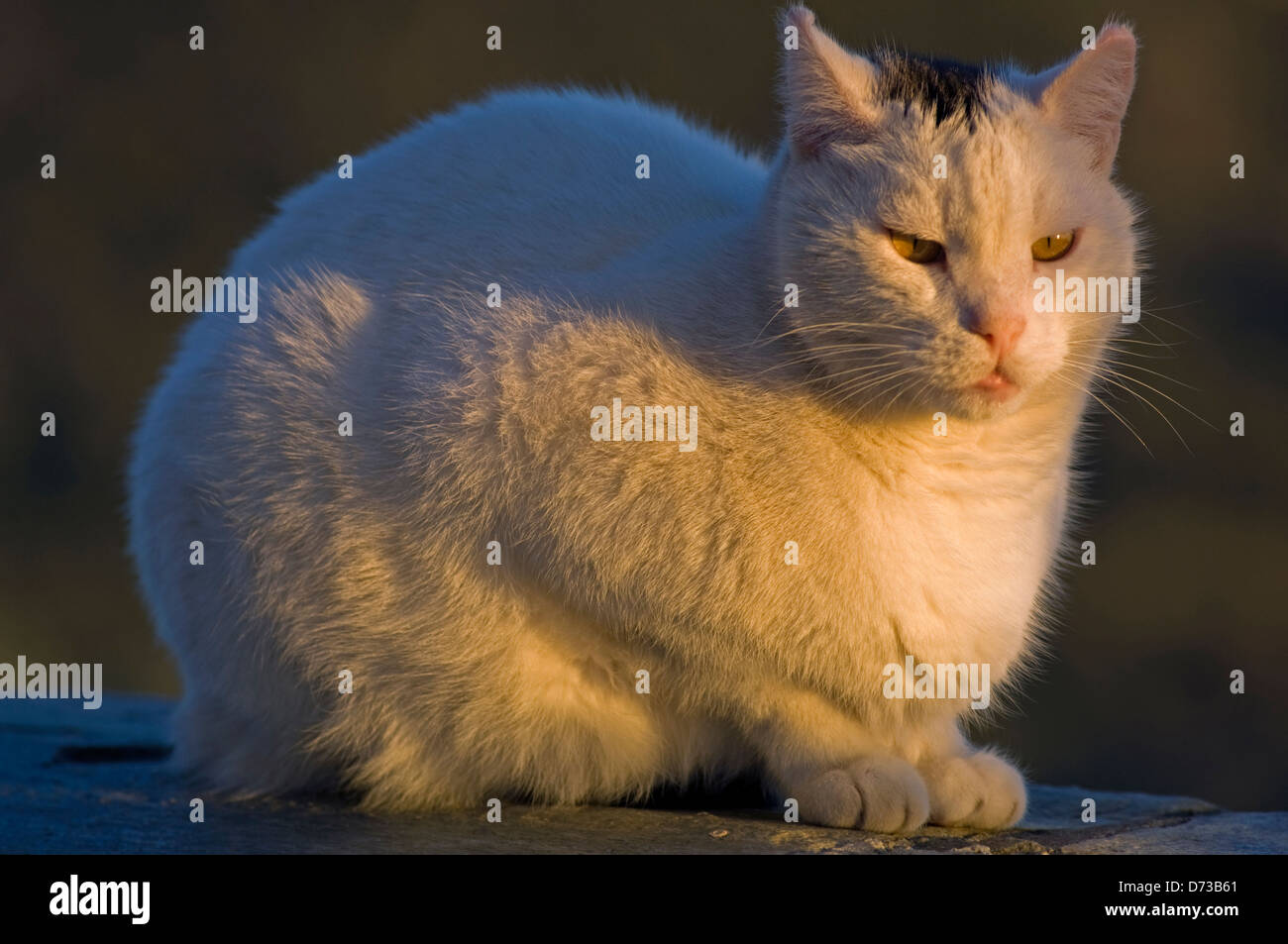 Big white tomcat sitting on a wall in evening sun Stock Photo - Alamy