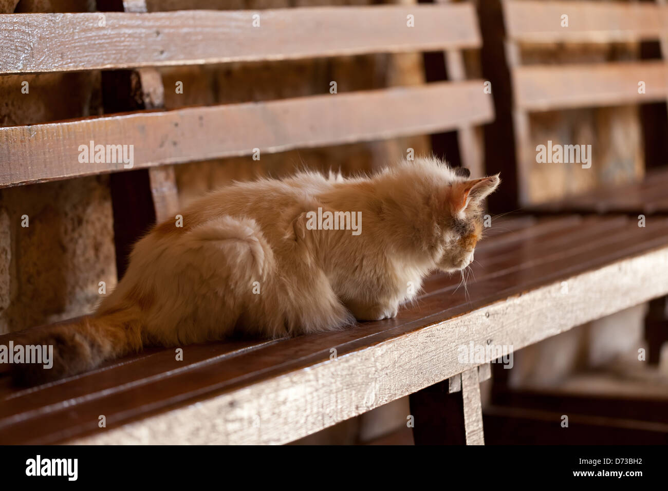 Holy monastery cats cyprus hi-res stock photography and images - Alamy
