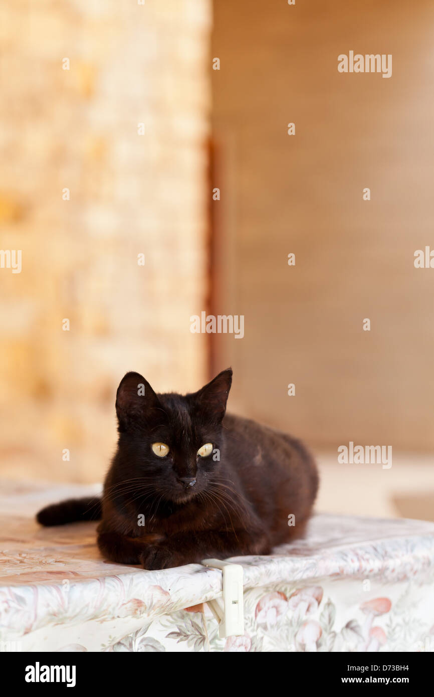 Holy monastery cats cyprus hi-res stock photography and images - Alamy