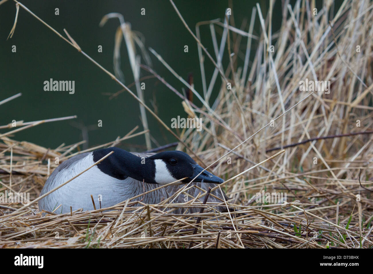 Protecting Its Nest High Resolution Stock Photography and Images - Alamy