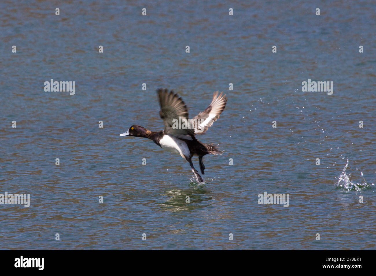 Bluebill duck hi-res stock photography and images - Alamy