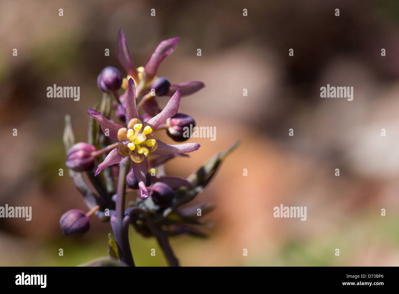 Caulophyllum thalictroides hi-res stock photography and images - Alamy
