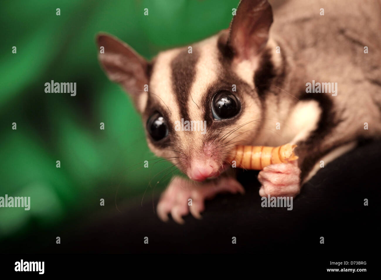 Petaurus breviceps flying hi-res stock photography and images - Alamy