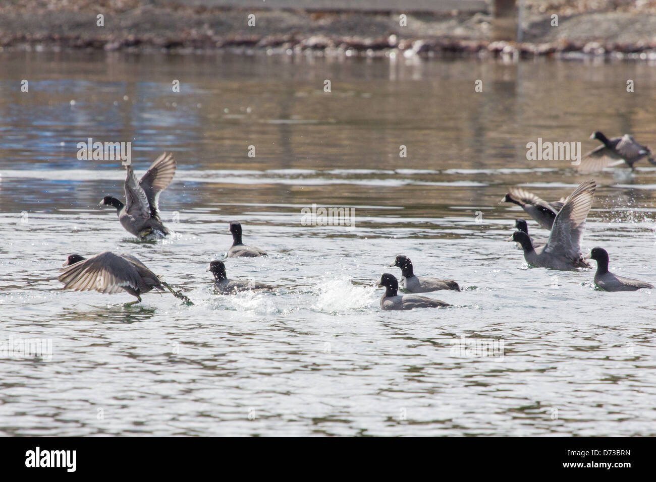 A flock of American Coots taking off from a lake Stock Photo - Alamy