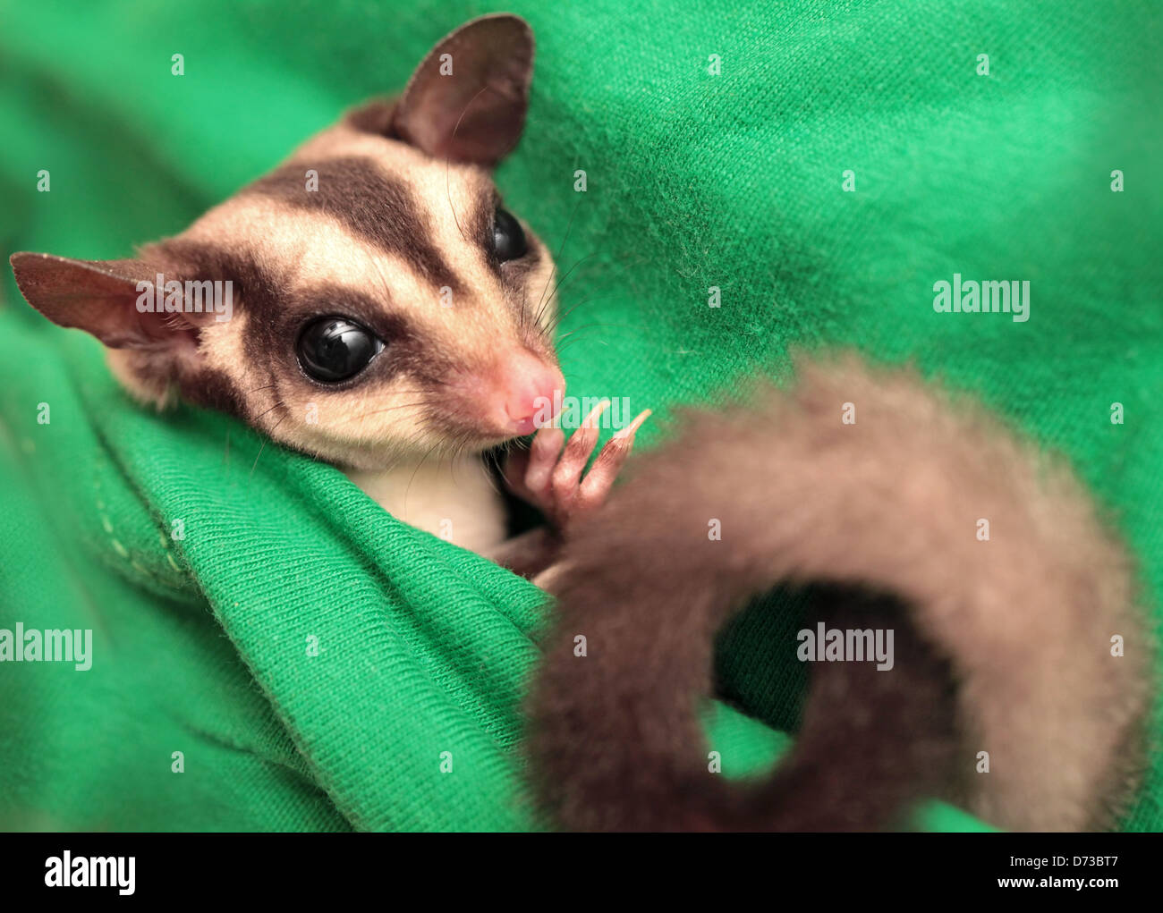 The sugar glider (Petaurus breviceps) on green fabric. Small ...
