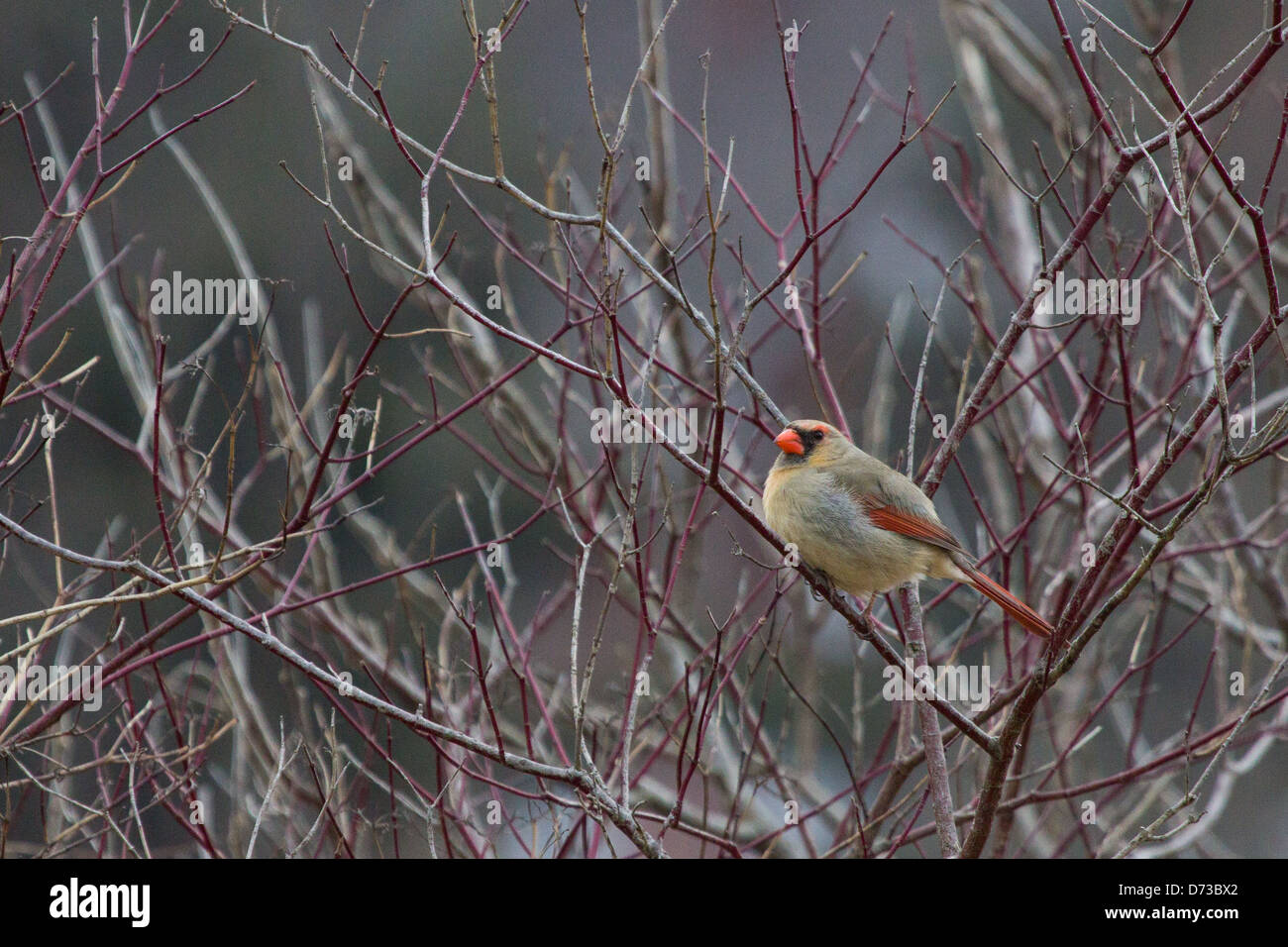 A female Northern Cardinal in a winter landscape Stock Photo - Alamy