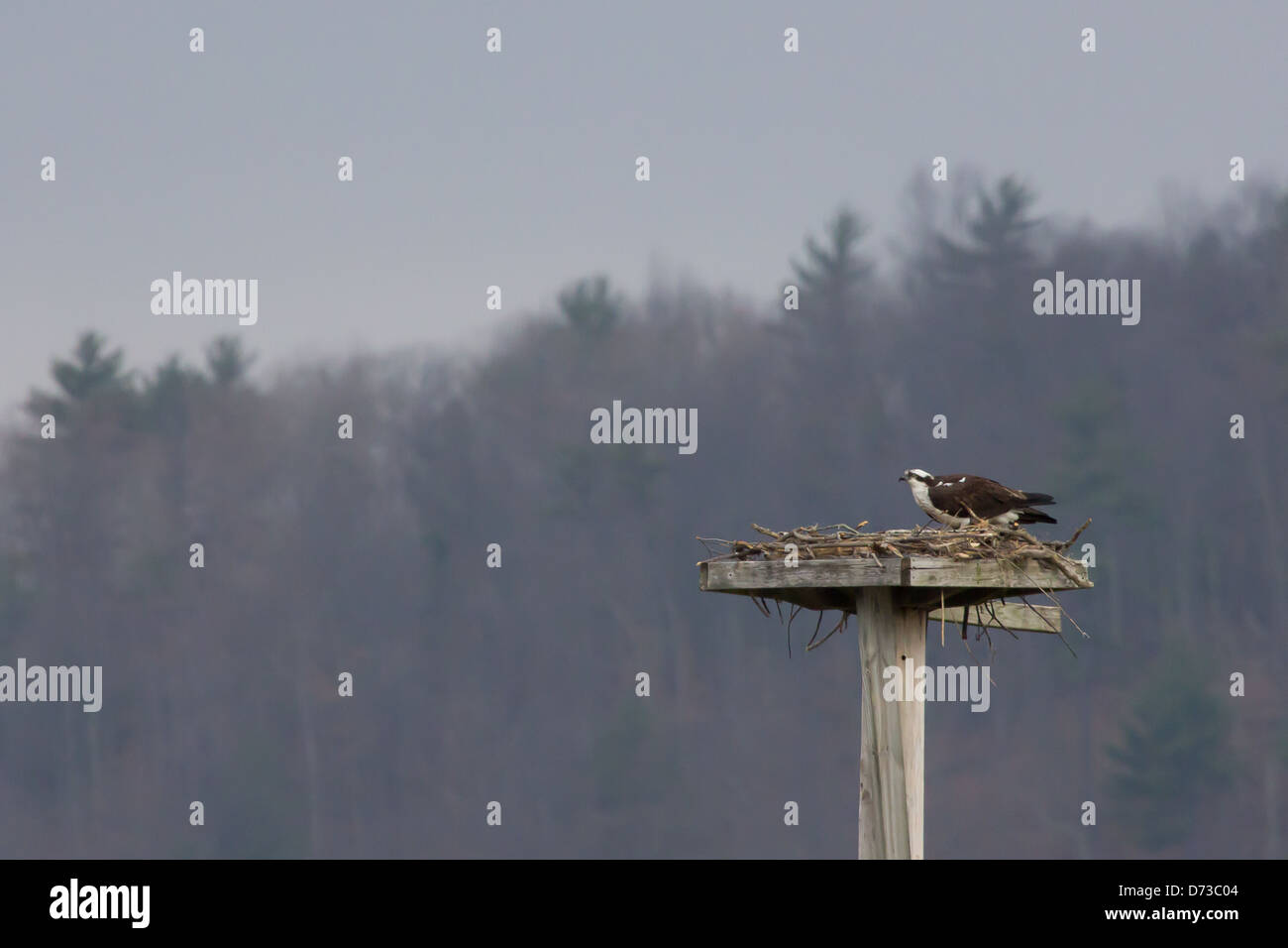 An Osprey guards its nest on a hacking tower Stock Photo - Alamy
