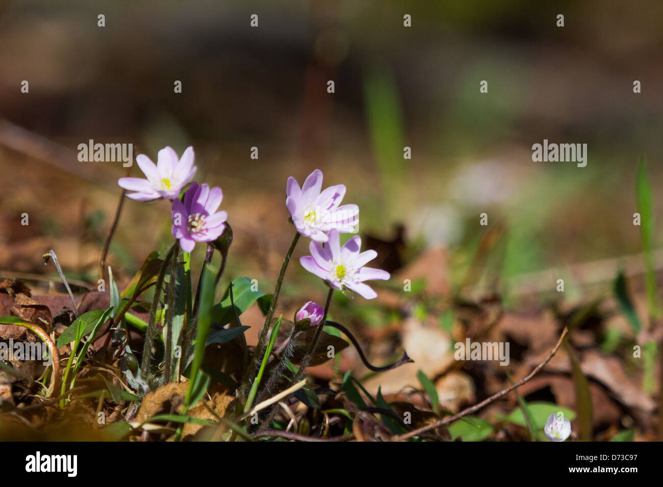 Hepatica flowers hi-res stock photography and images - Alamy