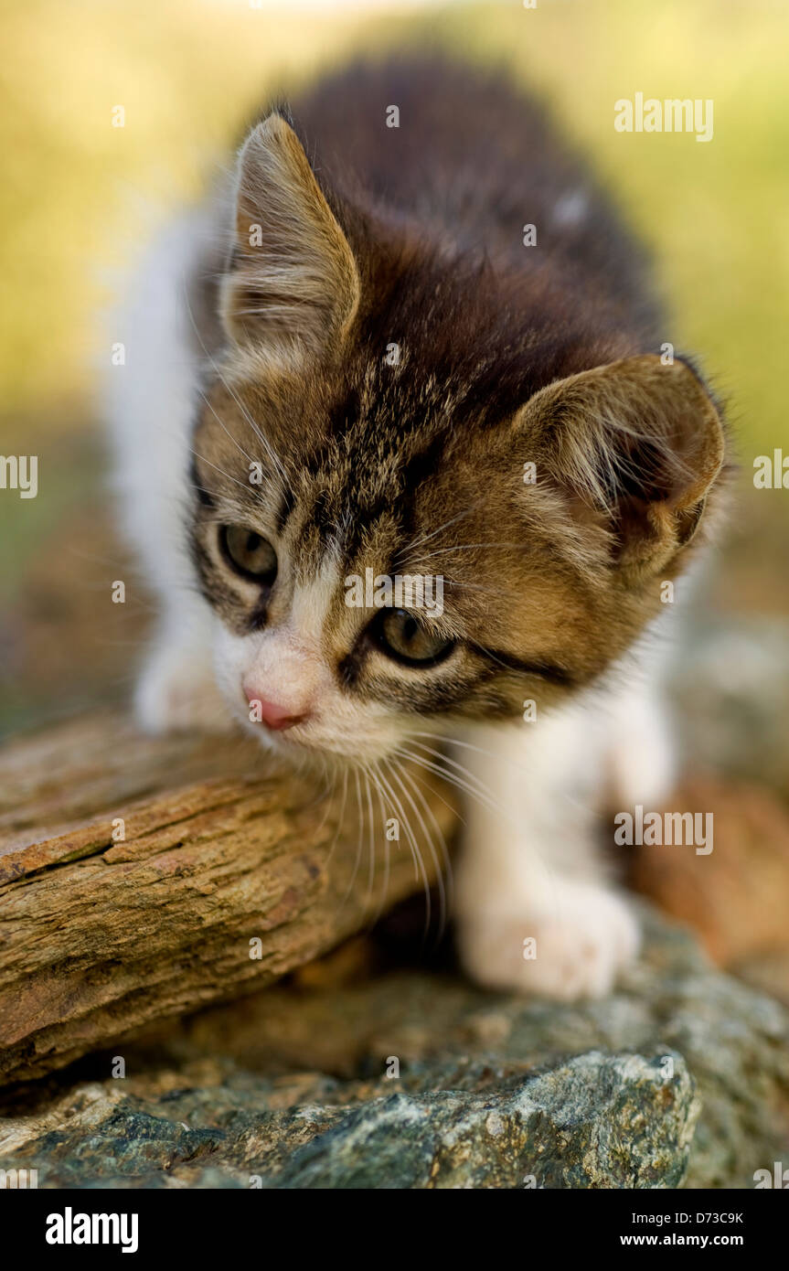 Kitten stalking on stone wall Stock Photo - Alamy