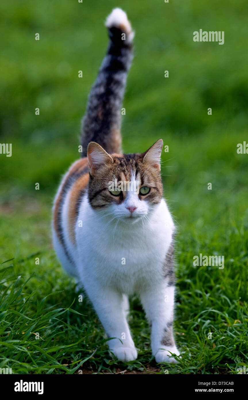 Calico cat standing on grass holding tail up Stock Photo - Alamy