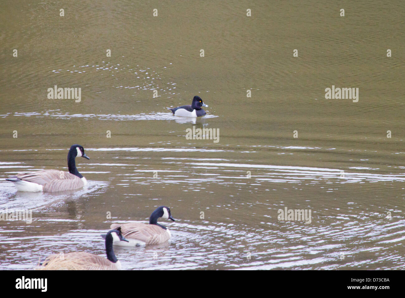 Ringneck duck hi-res stock photography and images - Alamy