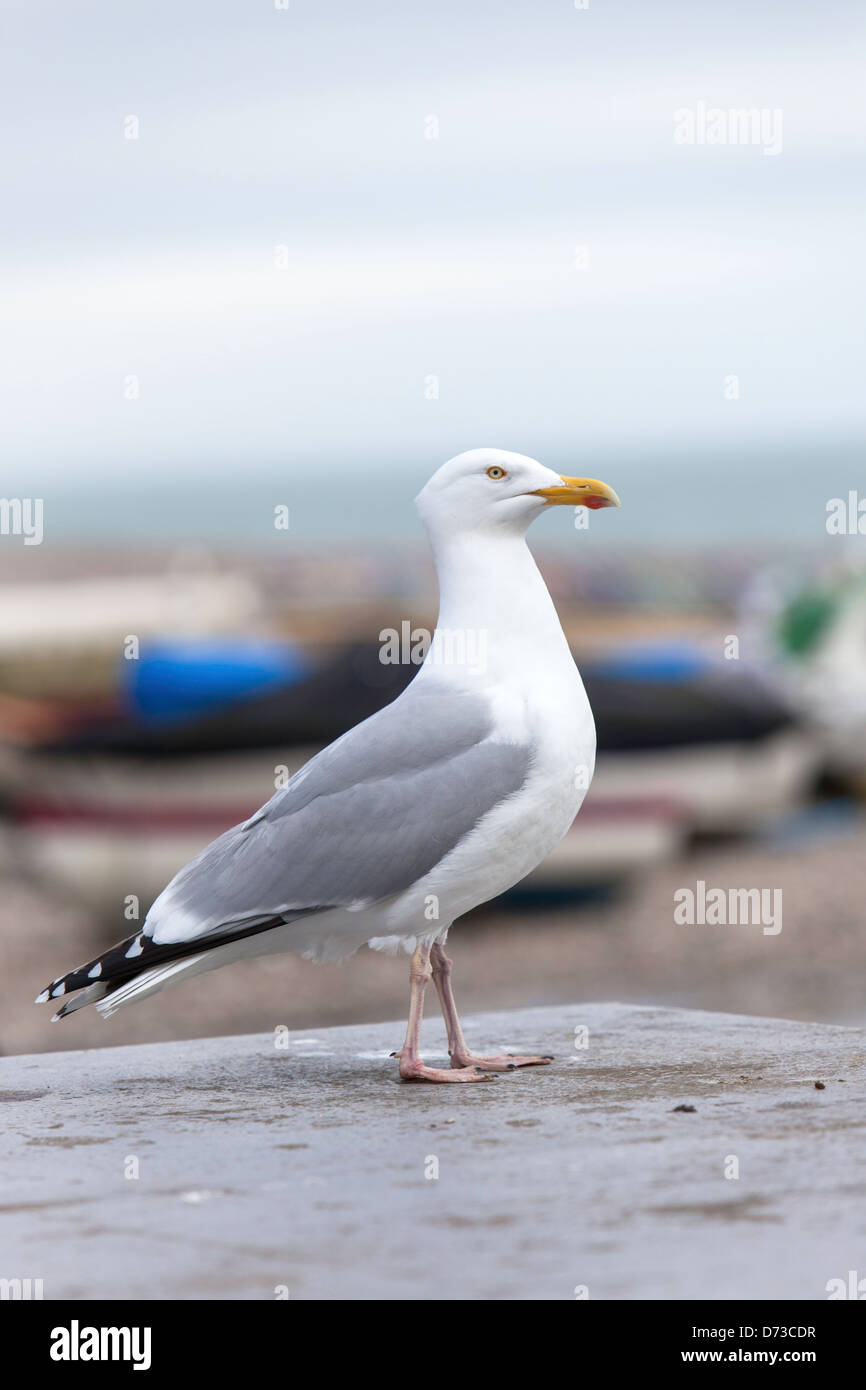 European Herring Gull, England, UK Stock Photo - Alamy