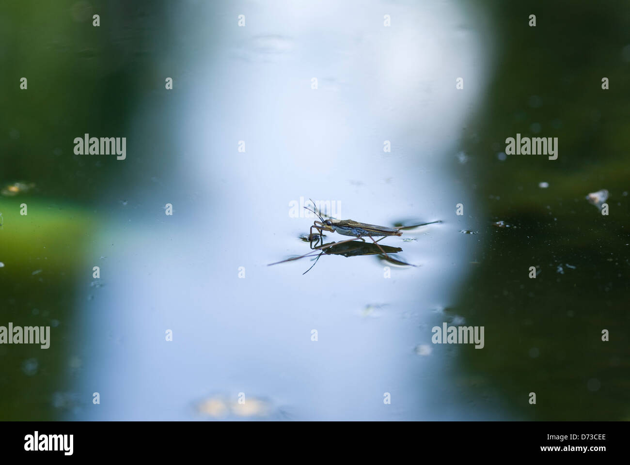 little water spider standing on the water Stock Photo - Alamy