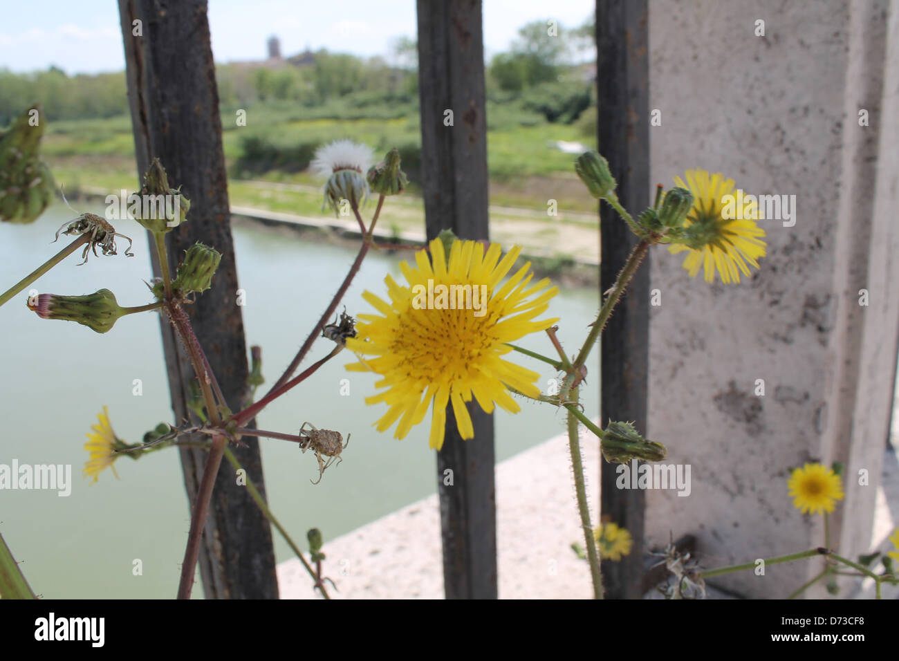 A yellow flower over "Ponte" Marconi Bridge.A daisy in the middle of ...