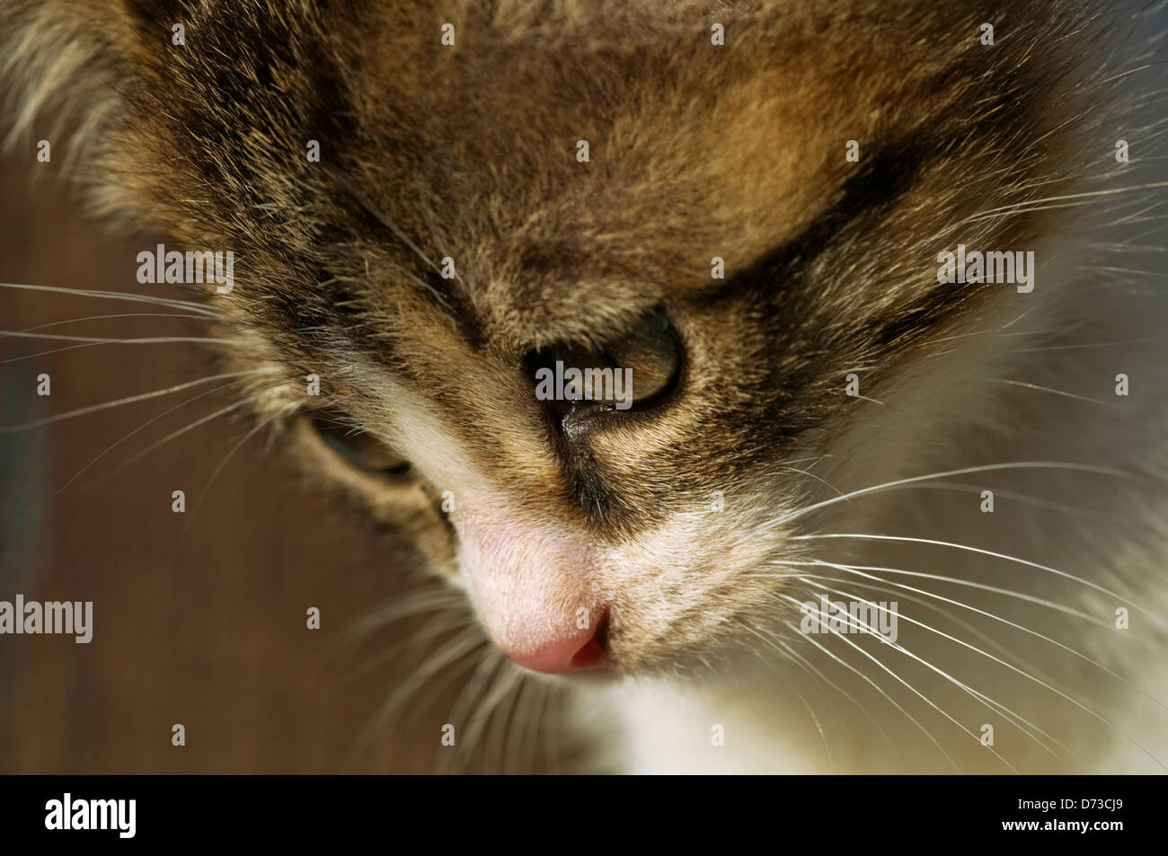 Close-up of a kitten looking down Stock Photo - Alamy
