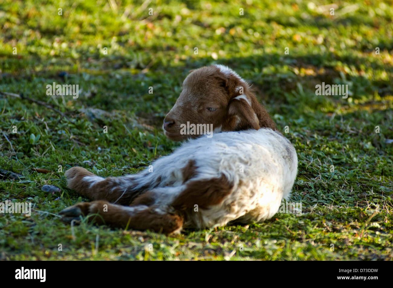 Tierfotos hi-res stock photography and images - Alamy