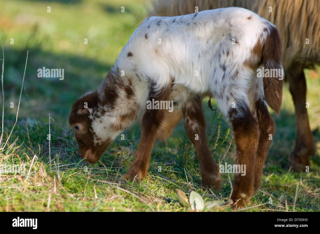 Side view baby lamb in hi-res stock photography and images - Alamy