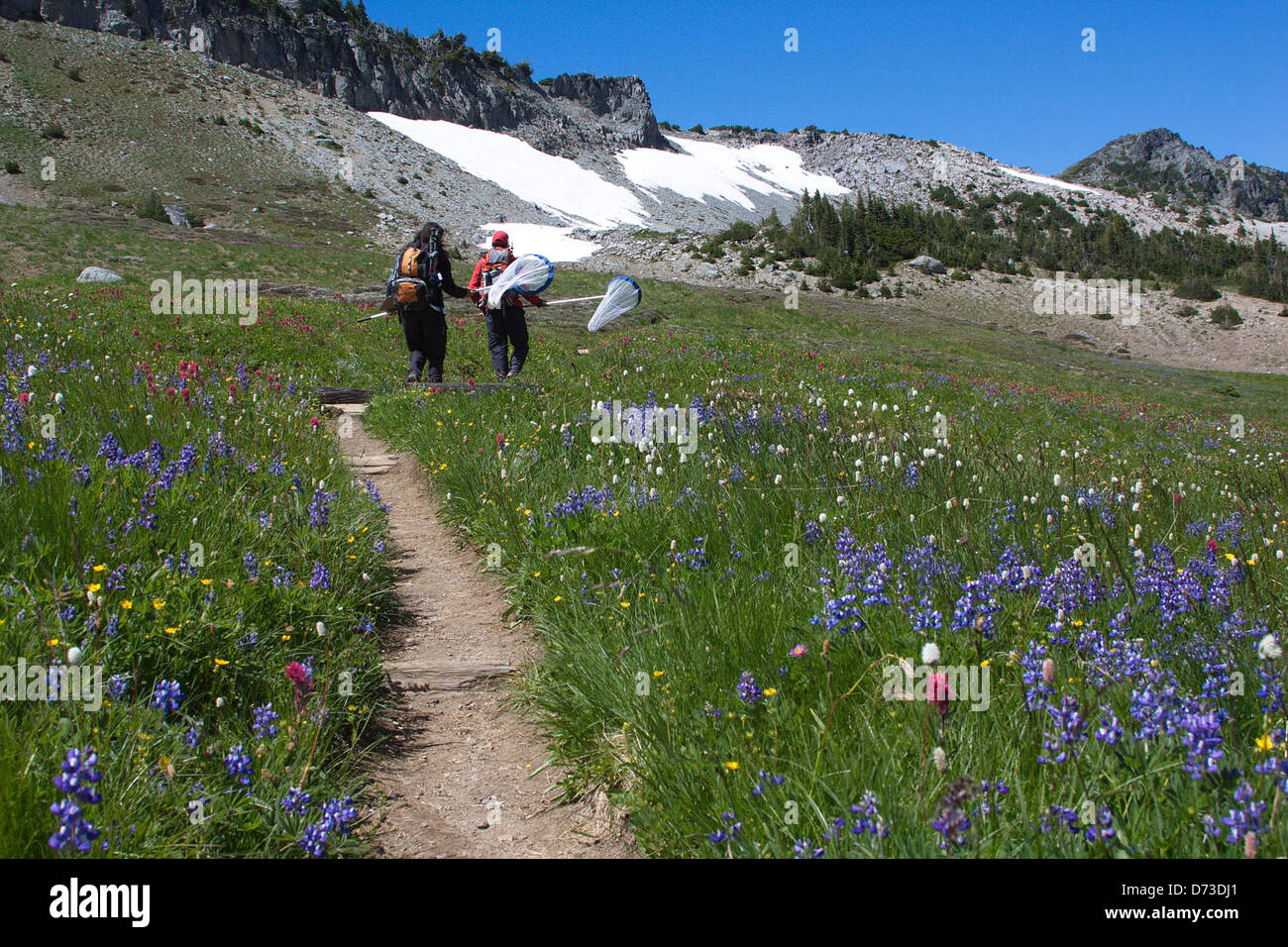 Mount Rainier National Park in Washington features the glaciated peak ...