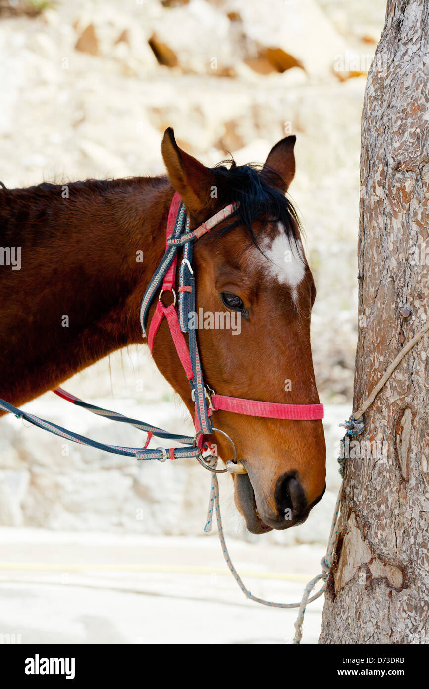 Cyprus - Rental horse at the Mount Olympos Stock Photo - Alamy