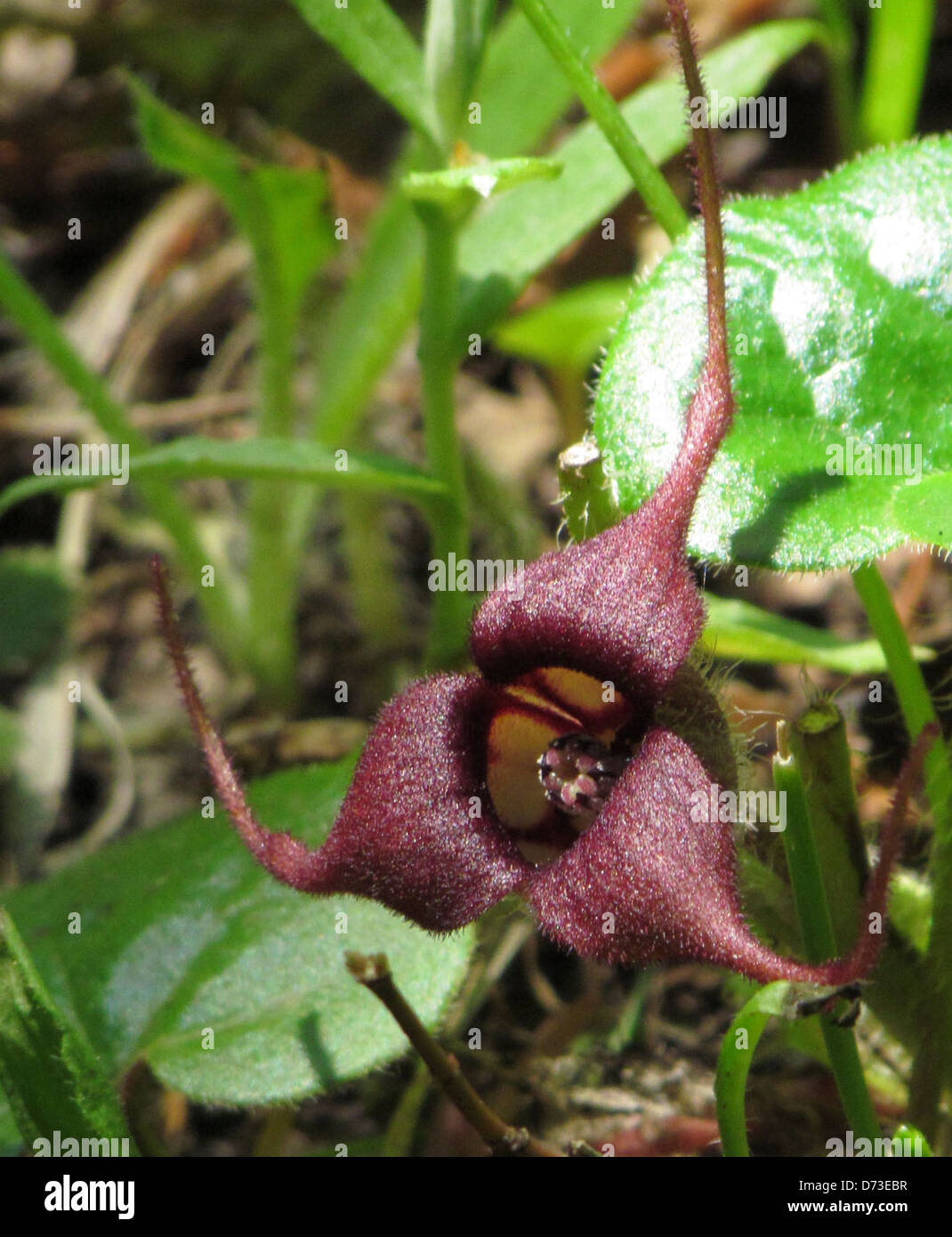 Wild ginger asarum caudatum hi-res stock photography and images - Alamy