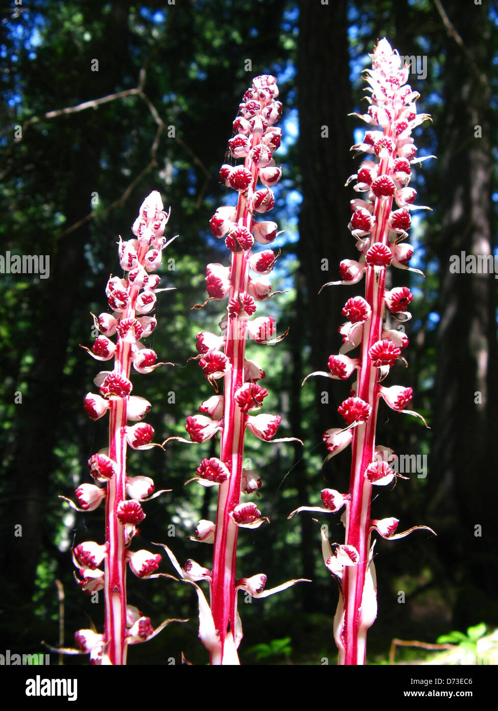 Silver with loop hi-res stock photography and images - Alamy