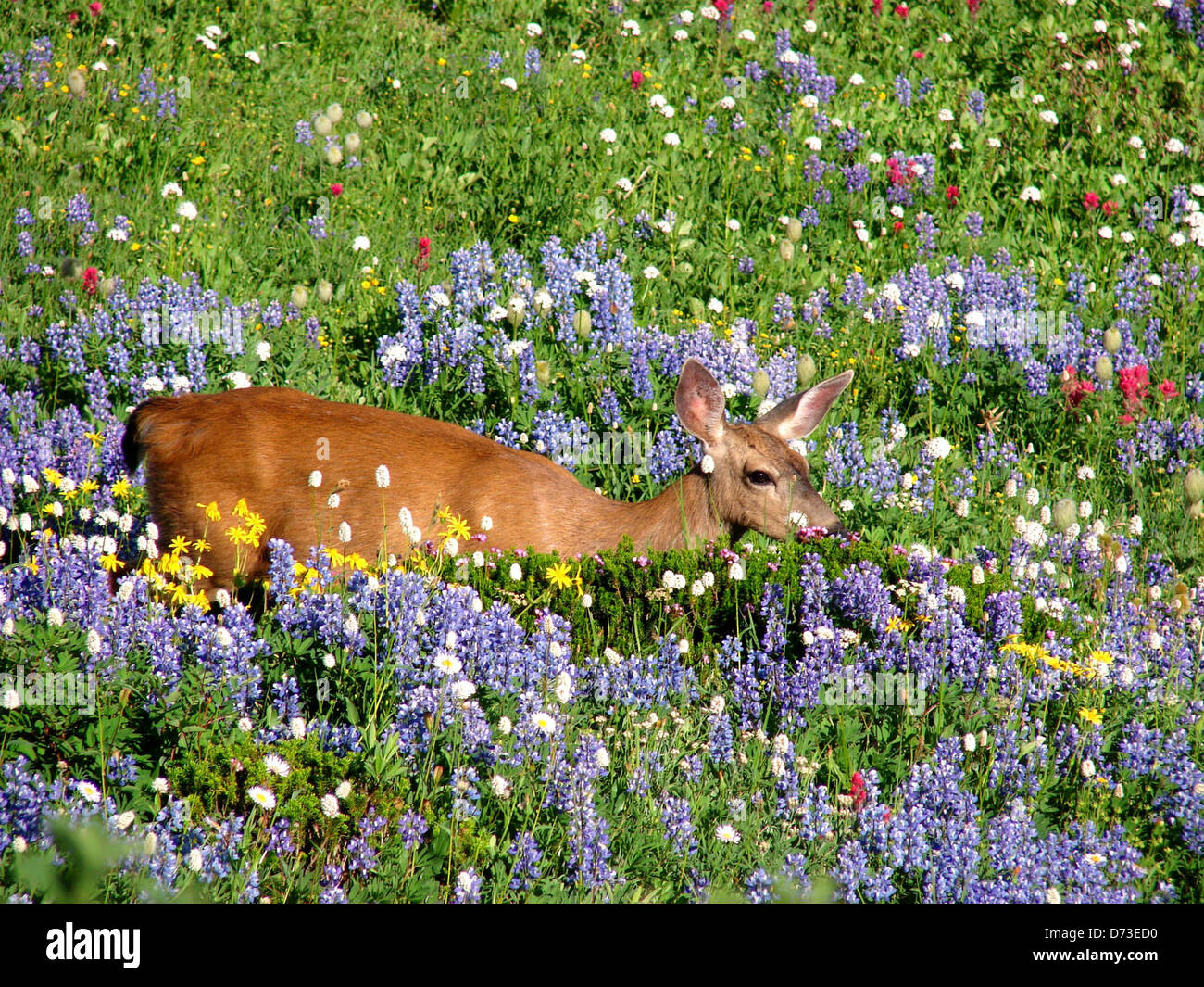Deer paradise hi-res stock photography and images - Alamy