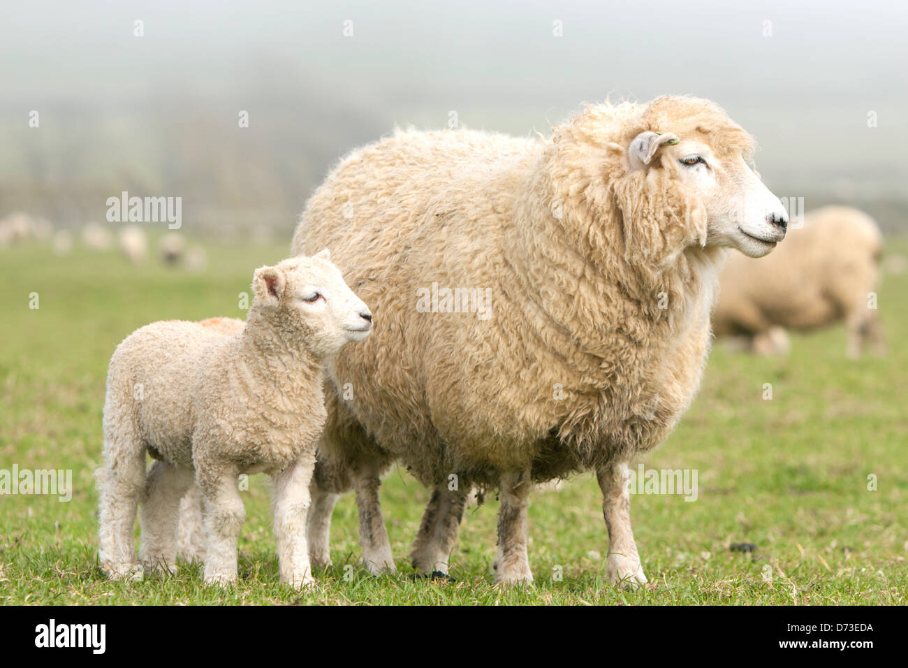 Lambs enjoying a summers day, Dorset, England, UK Stock Photo - Alamy