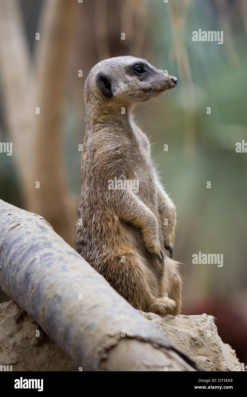 Tropical world leeds hi-res stock photography and images - Alamy