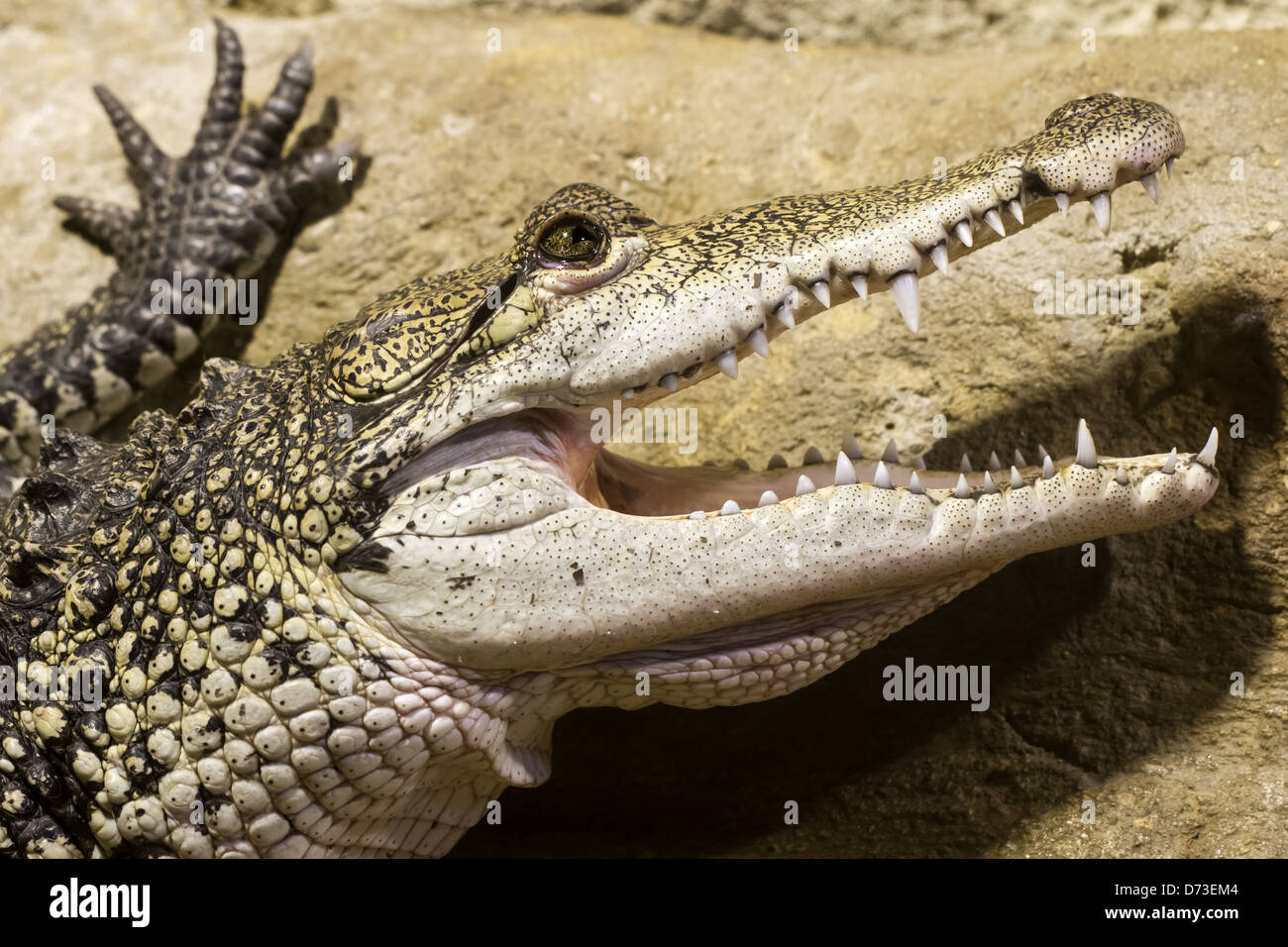 Morelet's crocodile - Tropical World, Leeds Stock Photo - Alamy
