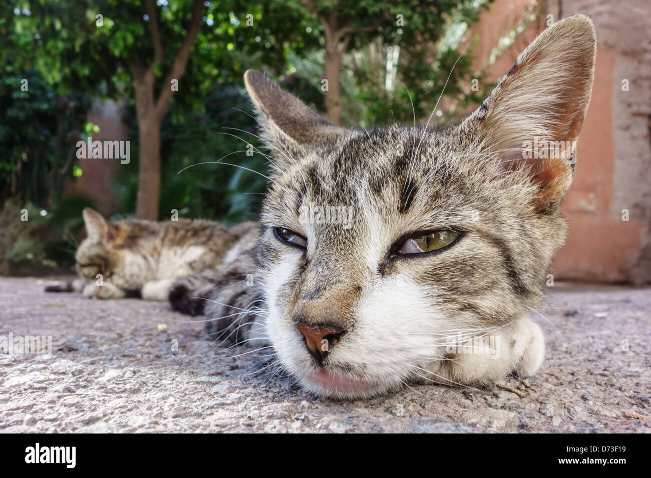 Marrakesh - the Bahia Palace. Family of cats in the gardens. Cat's eye ...