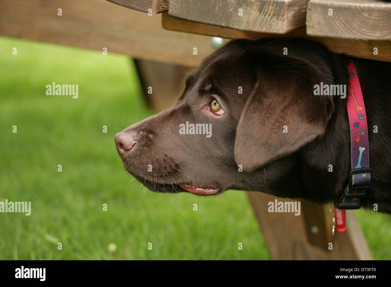 Hiding under bench hi-res stock photography and images - Alamy