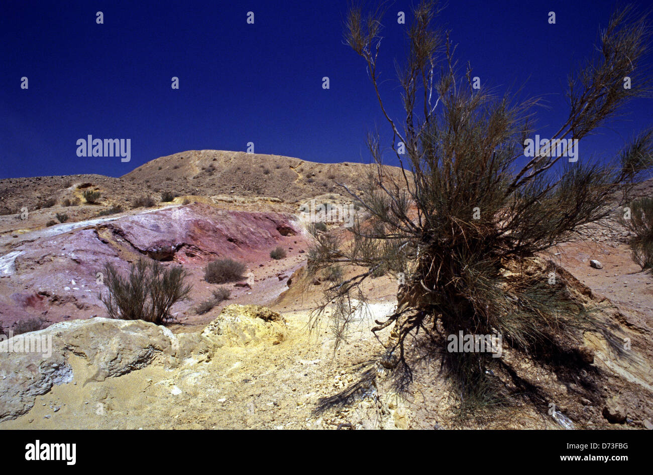 Tamarix tree growing on multi-colored sands at the Large Makhtesh Ramon ...