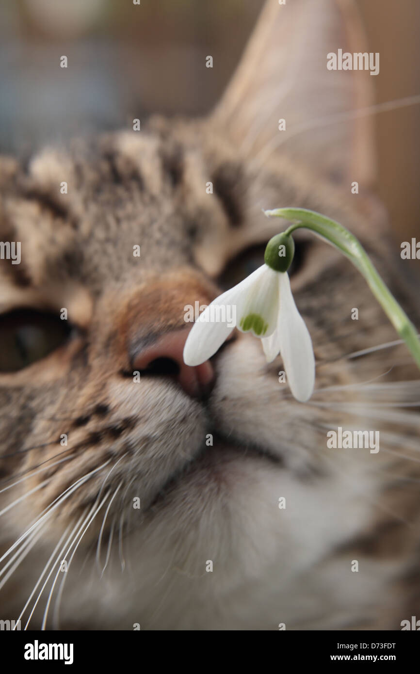 A tabby cat looks at a snowdrop Stock Photo - Alamy