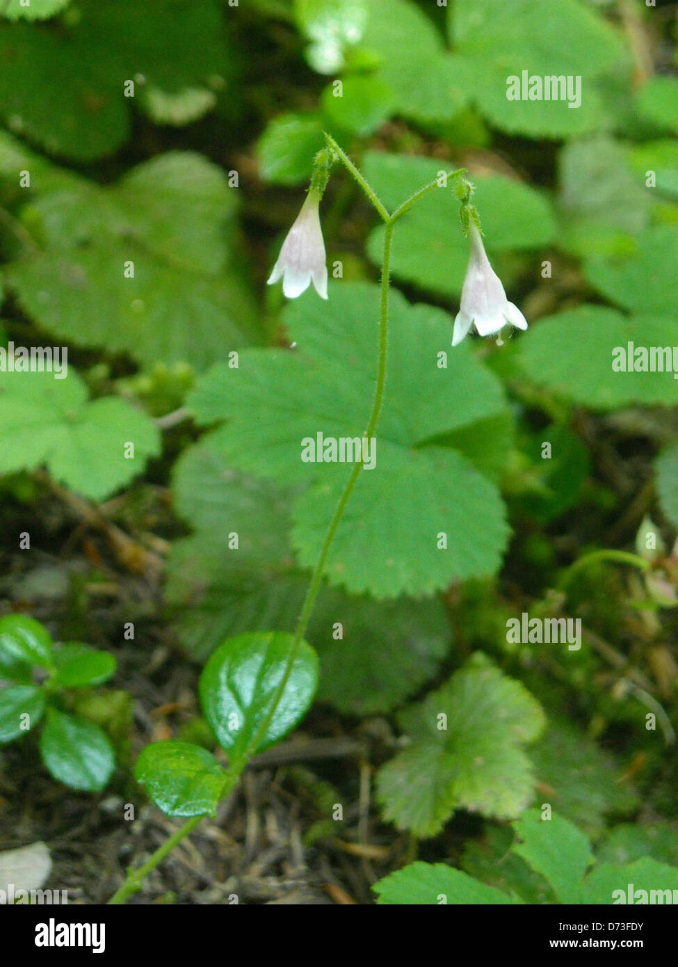 Linnaea borealis twinflower wildflower hi-res stock photography and ...