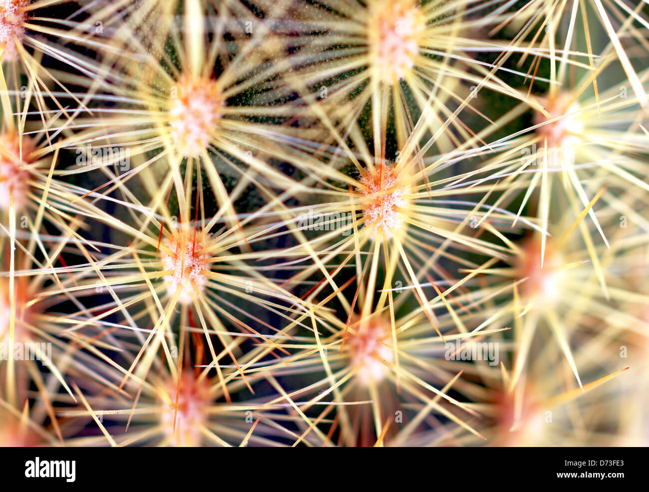 Close up cactus spines Stock Photo - Alamy