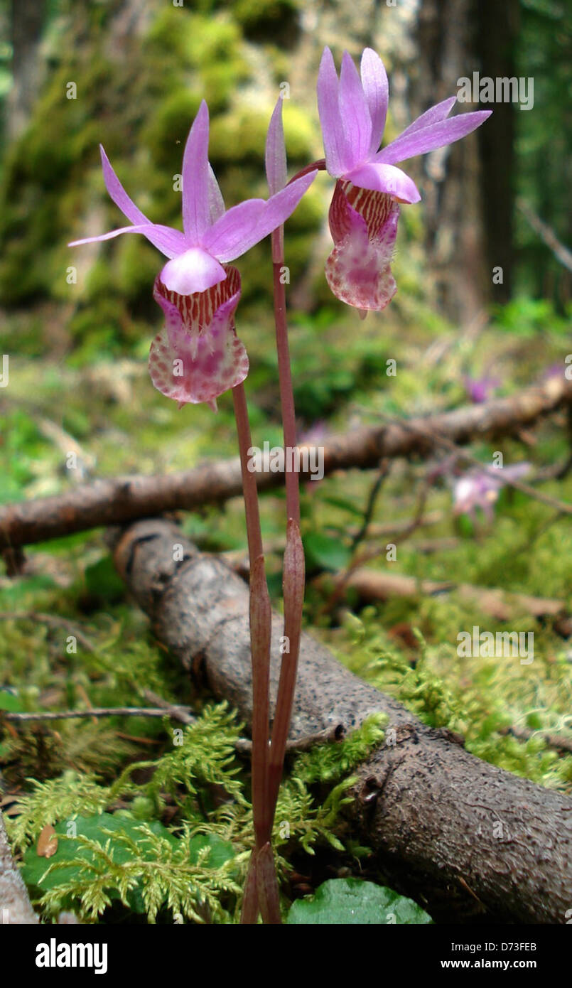 Fairy slipper calypso bulbosa hi-res stock photography and images - Alamy